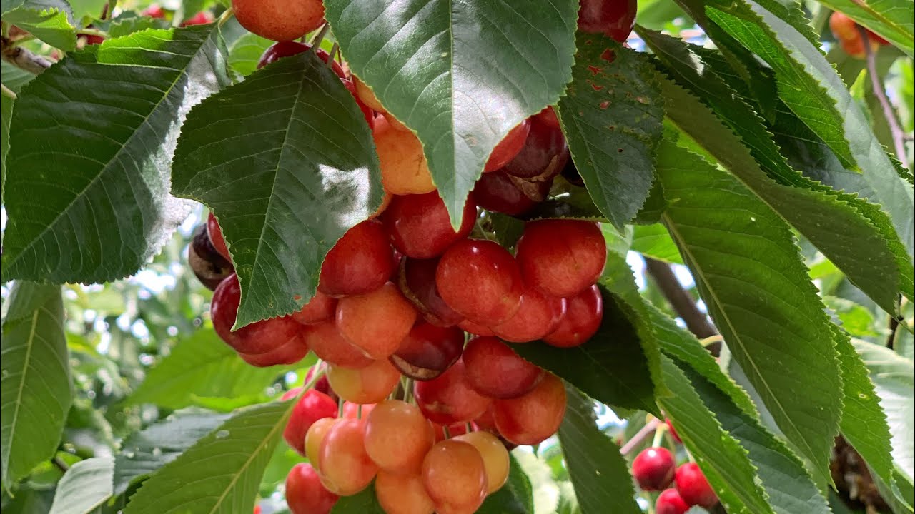 Cherry Picking In Oregon 2020 ( covid locked down) - YouTube