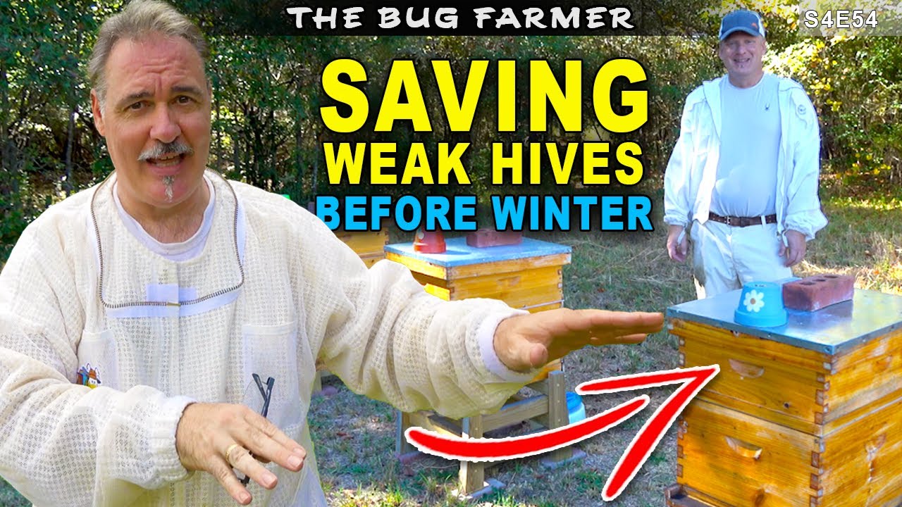 Troubleshooting Weak Hives and A Moisture Problem For A Friend | #beekeeping #bees # ...