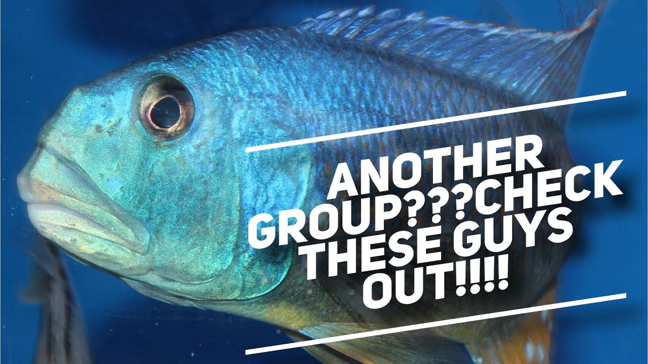 Check out my new group! | Cunningham Cichlids - YouTube
