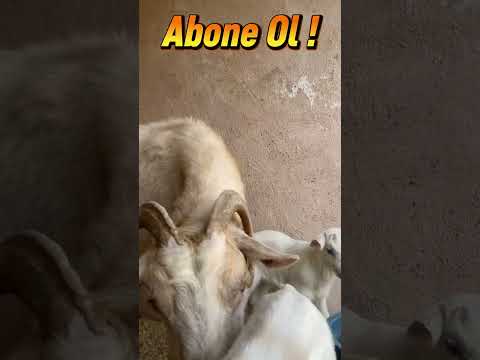 Keçilerin Arasında Kaldım! 🐐 Çiftlikte Bir Gün