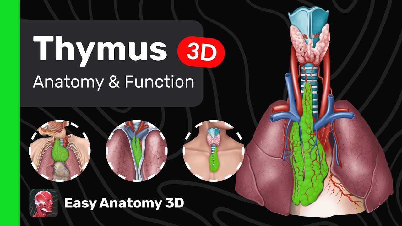 Thymus: Anatomy & Function | Easy Anatomy - YouTube