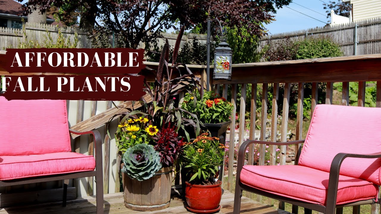 Planting Millet Grass in Fall Container - YouTube