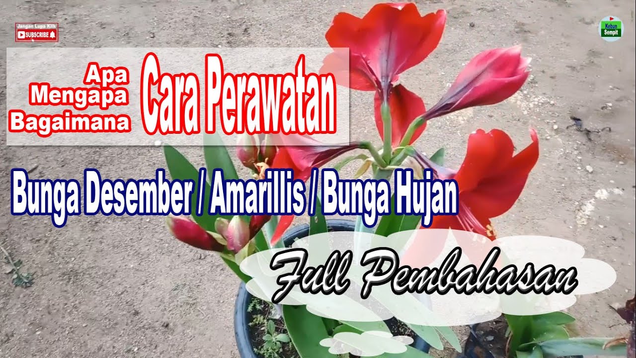merawat bunga amarilis , pembahasan lengkap tentang perawatan nya # ...