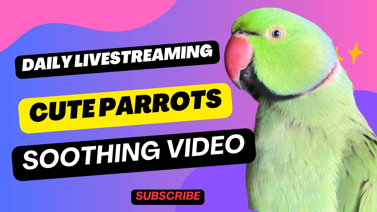 Cute Ringneck Parrot Repeating Words – Calm and Adorable - YouTube