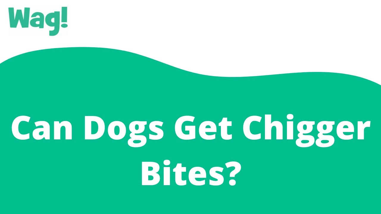 Chigger Bites On Dogs