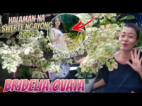 LUCKY PLANT FOR THIS UPCOMING YEAR 2024!! BRIDELIA OVATA | Erna Macog