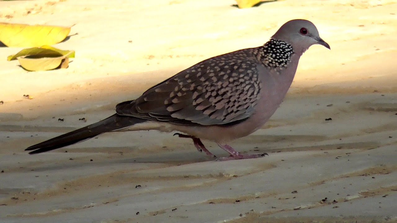 Spotted dove walking and eating/Spilopelia chinensis - YouTube