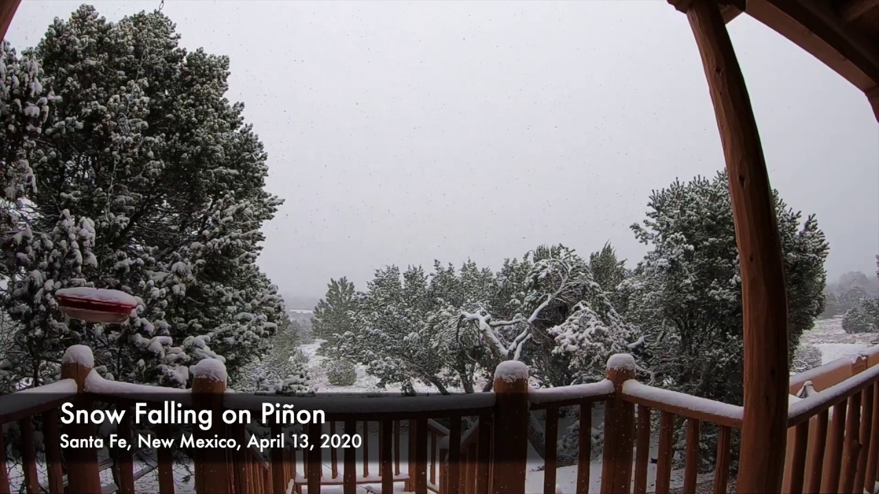 Snow Falling on Pinon, Santa Fe, New Mexico, April 13, 2020 - YouTube