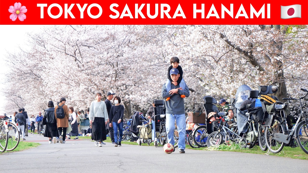 Tokyo Sakura Hanami 4K B-Roll Footage Archive (04.07.2024) - YouTube