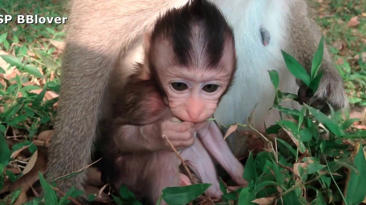 Life Billy Ep 49 - Cute Billy Baby Monkey - YouTube