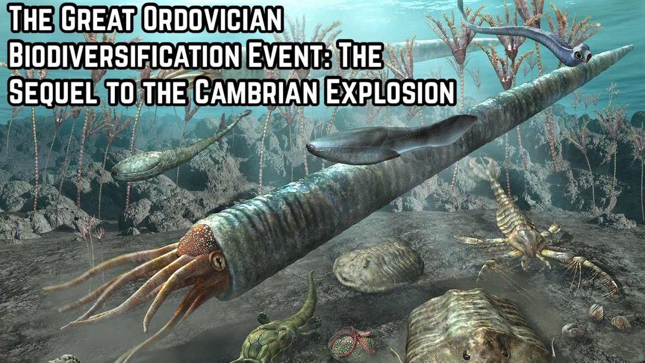 The Sequel to the Cambrian Explosion - YouTube