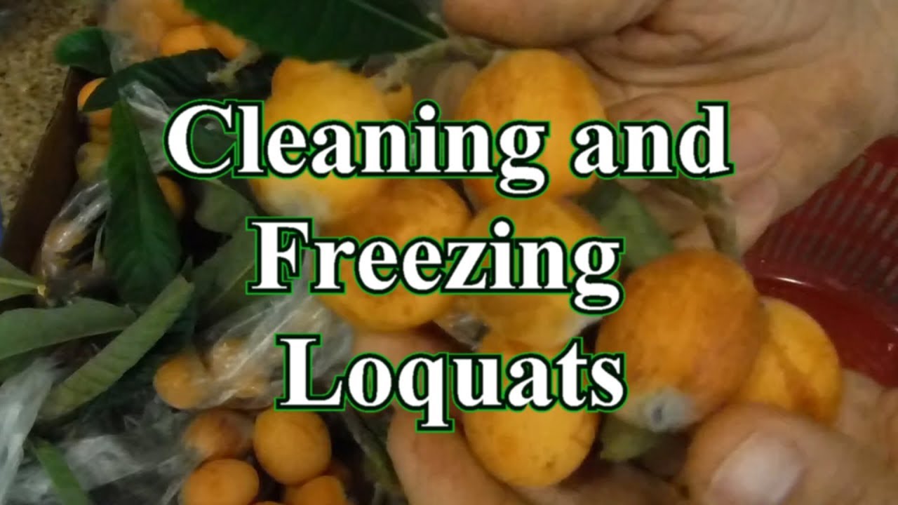 Cleaning and Freezing Loquats - YouTube
