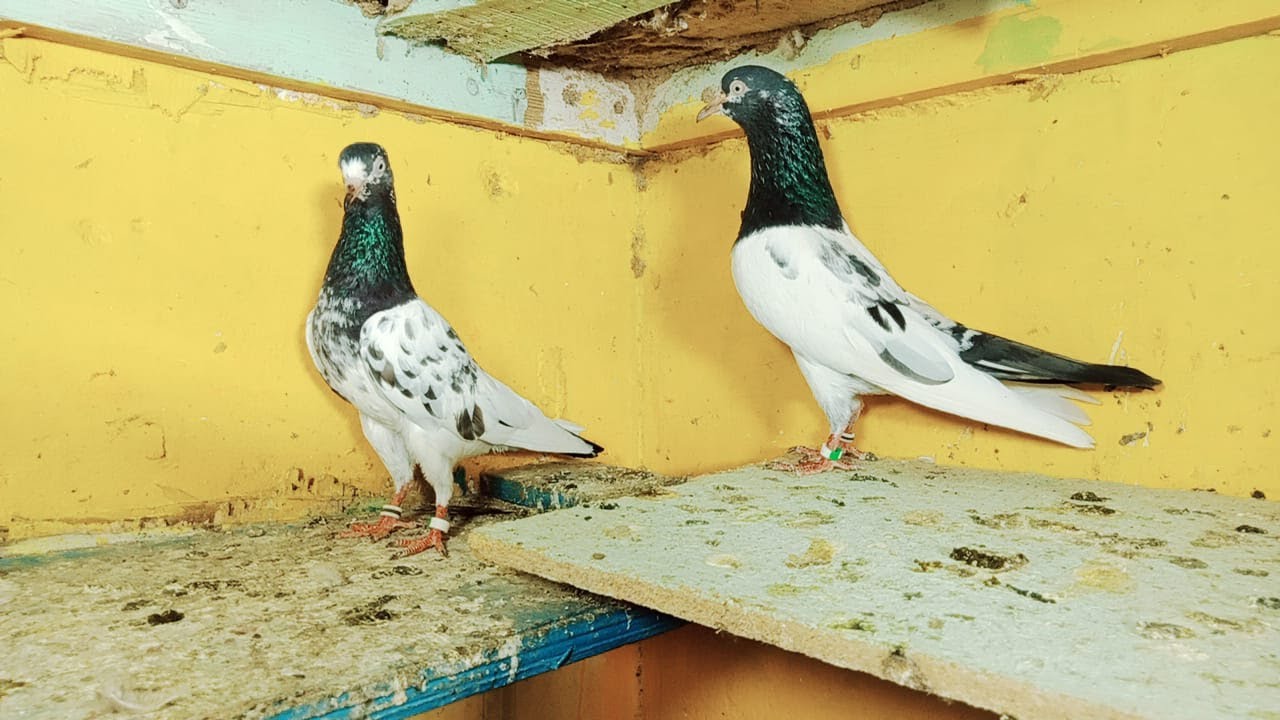Pure Mehron wala Breeder for sale in Lahore Kashi Jutt (0312-4615143 ...
