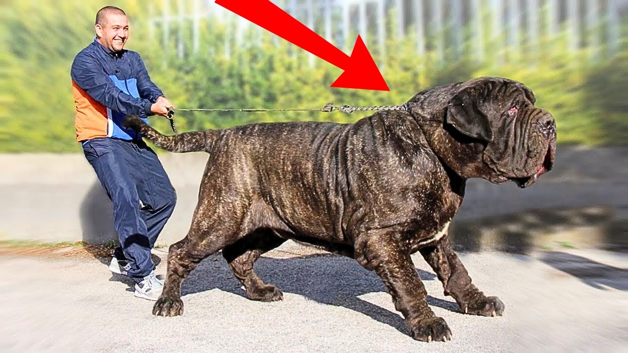 TOP 10 BIGGEST DOGS IN THE WORLD! - YouTube
