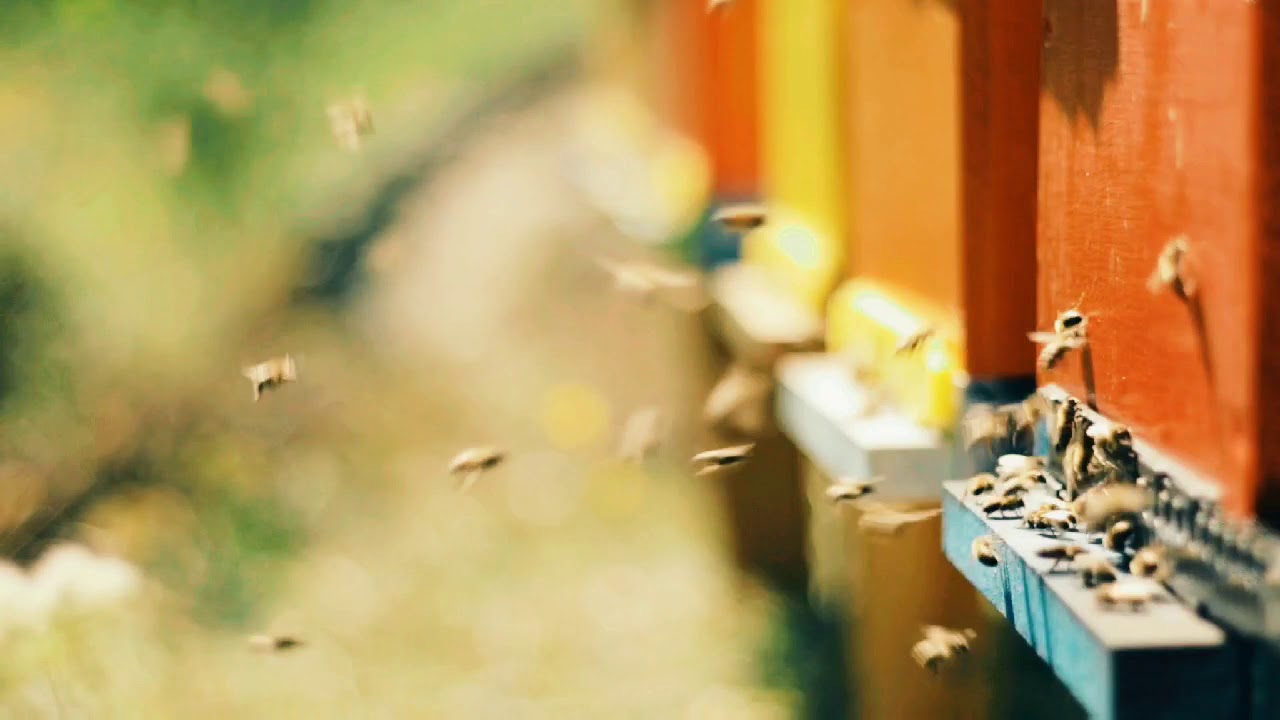 Busy Bee Buzzing. - YouTube