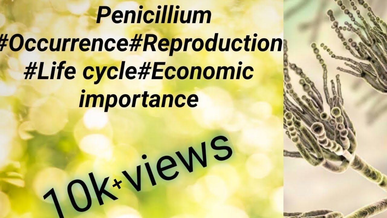 |Penicillium-:Occurrence,Structure,Reproduction,Life cycle and economic ...
