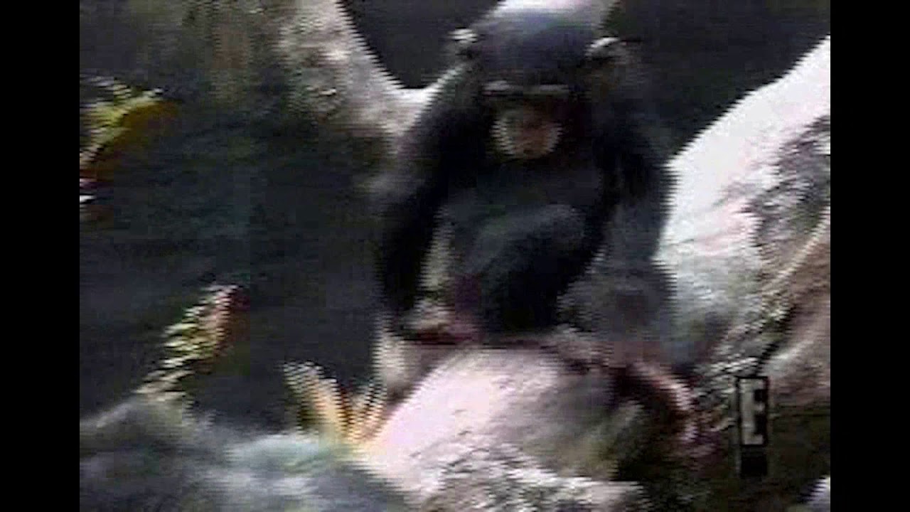 Try Not To Laugh | Funniest Monkey In The WORLD| Monkey Reaction ...