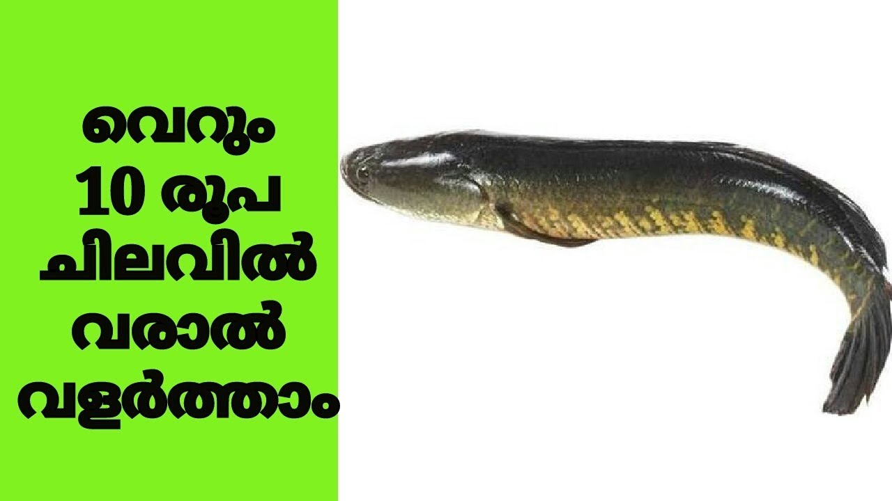 varal farming kerala - YouTube