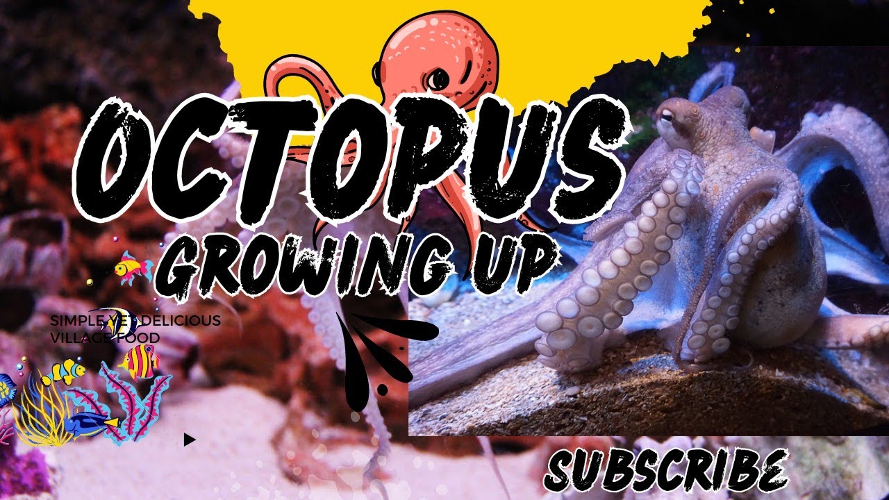 Octopus transformation - YouTube