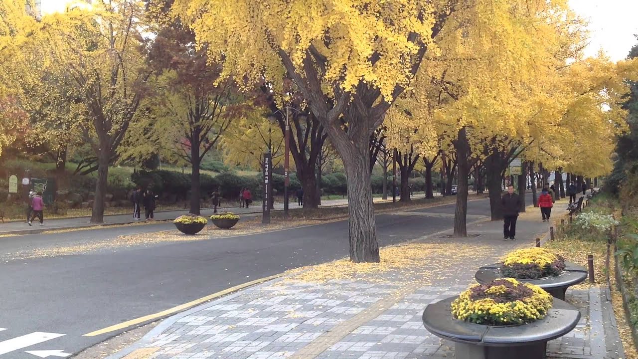 Go to Boramae park in Seoul - YouTube