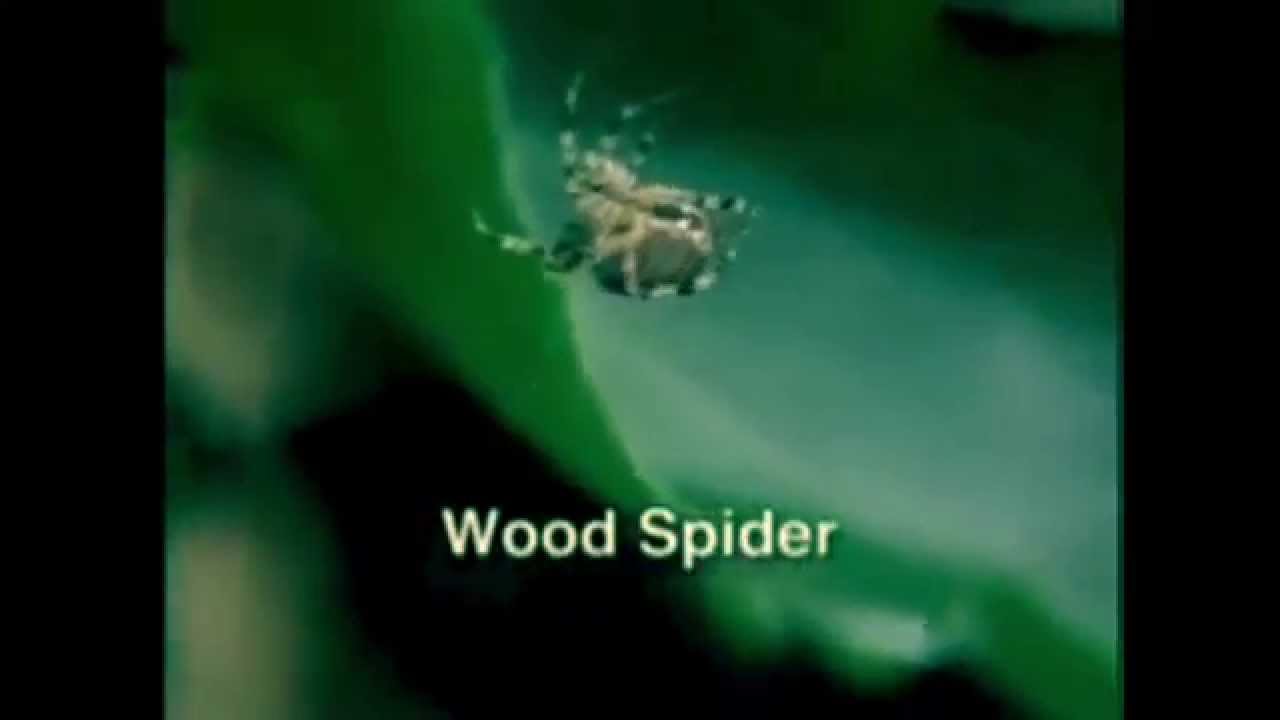 Spiders on Drugs - YouTube