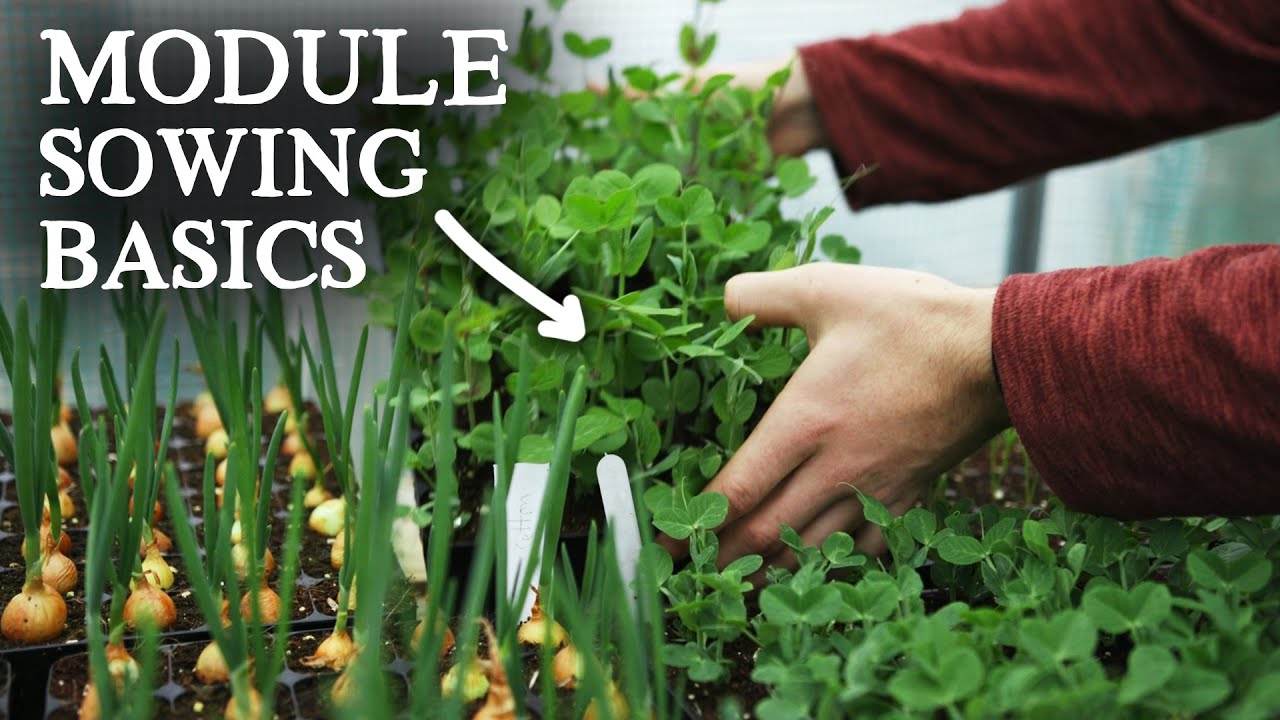Beginner Guide to Module Sowing | Why Water BEFORE Sowing - YouTube