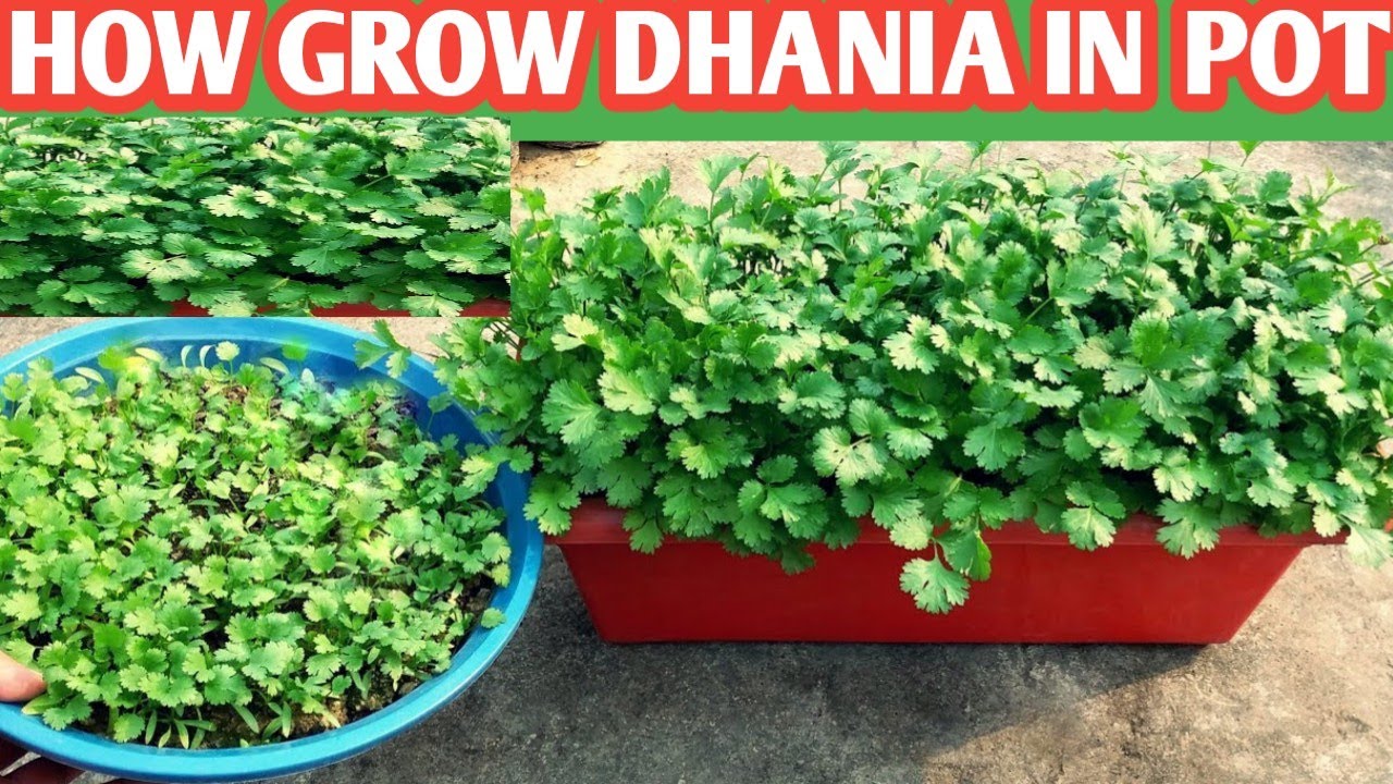 HOW GROW CORIANDER DHANIA Plant IN Vermicompse at home - YouTube