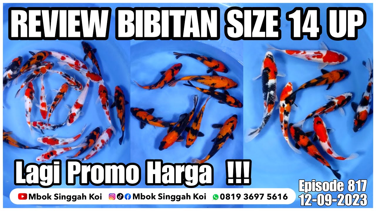 LAGI PROMO HARGA, REVIEW PAKET BIBITAN MULAI SIZE 14 UP CALON JUMBO ...