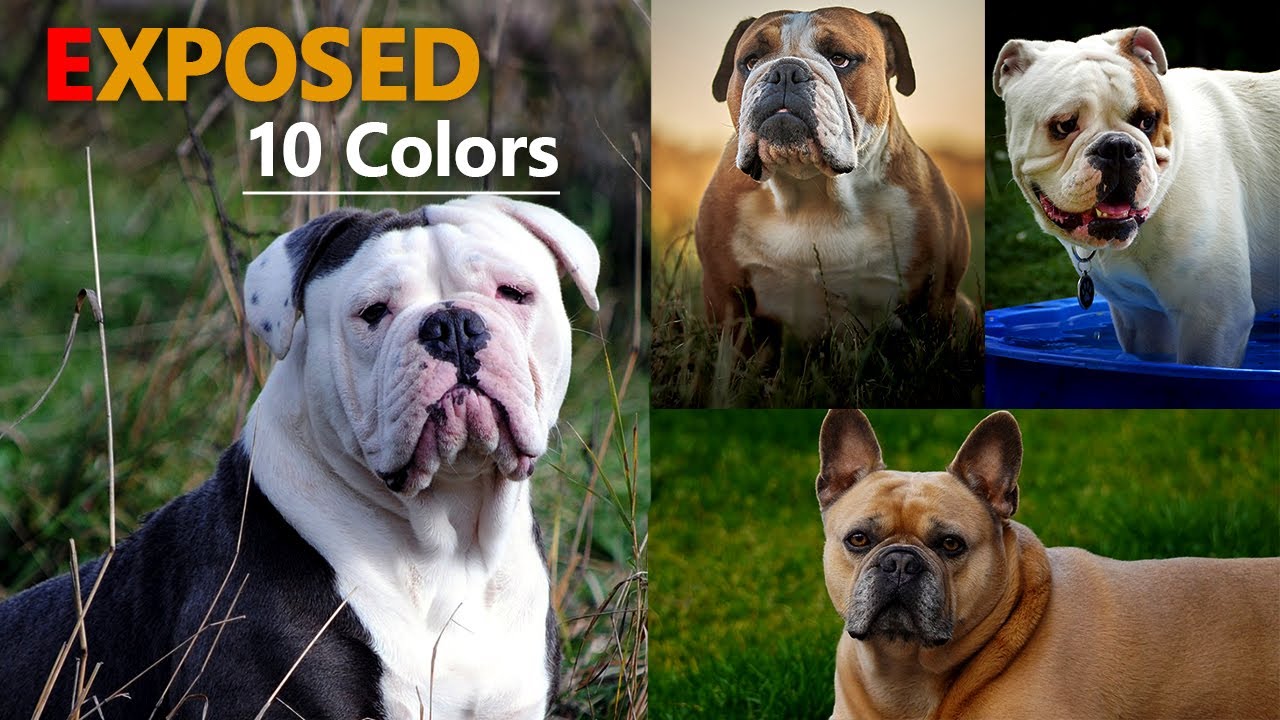10 English Bulldog Colors & Their Roles - YouTube