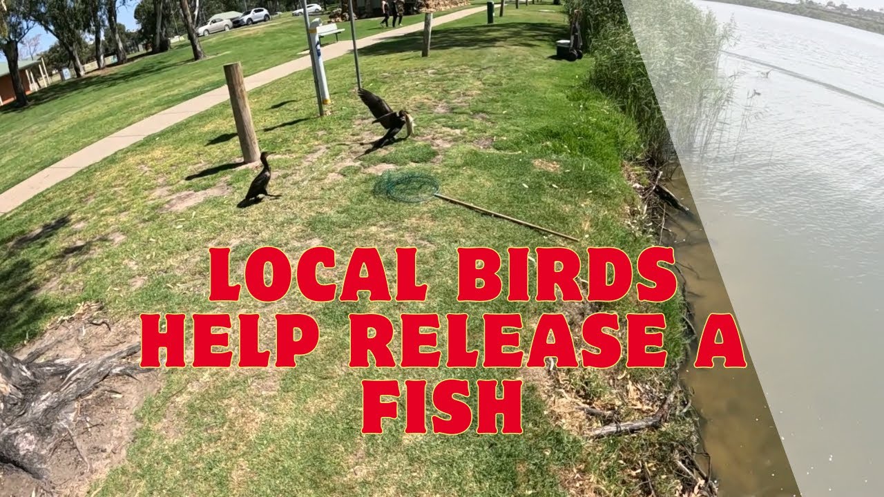 Local Birds help release a Fish - YouTube