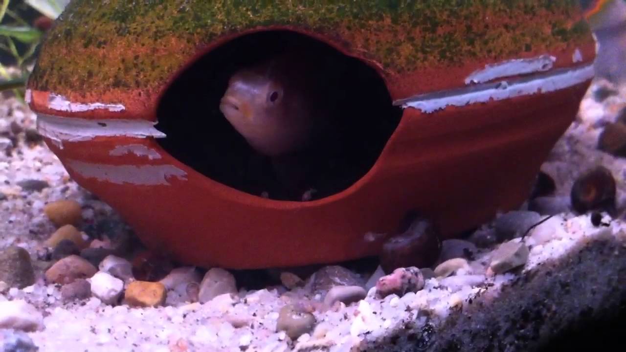 P. Pulcher with fry - YouTube