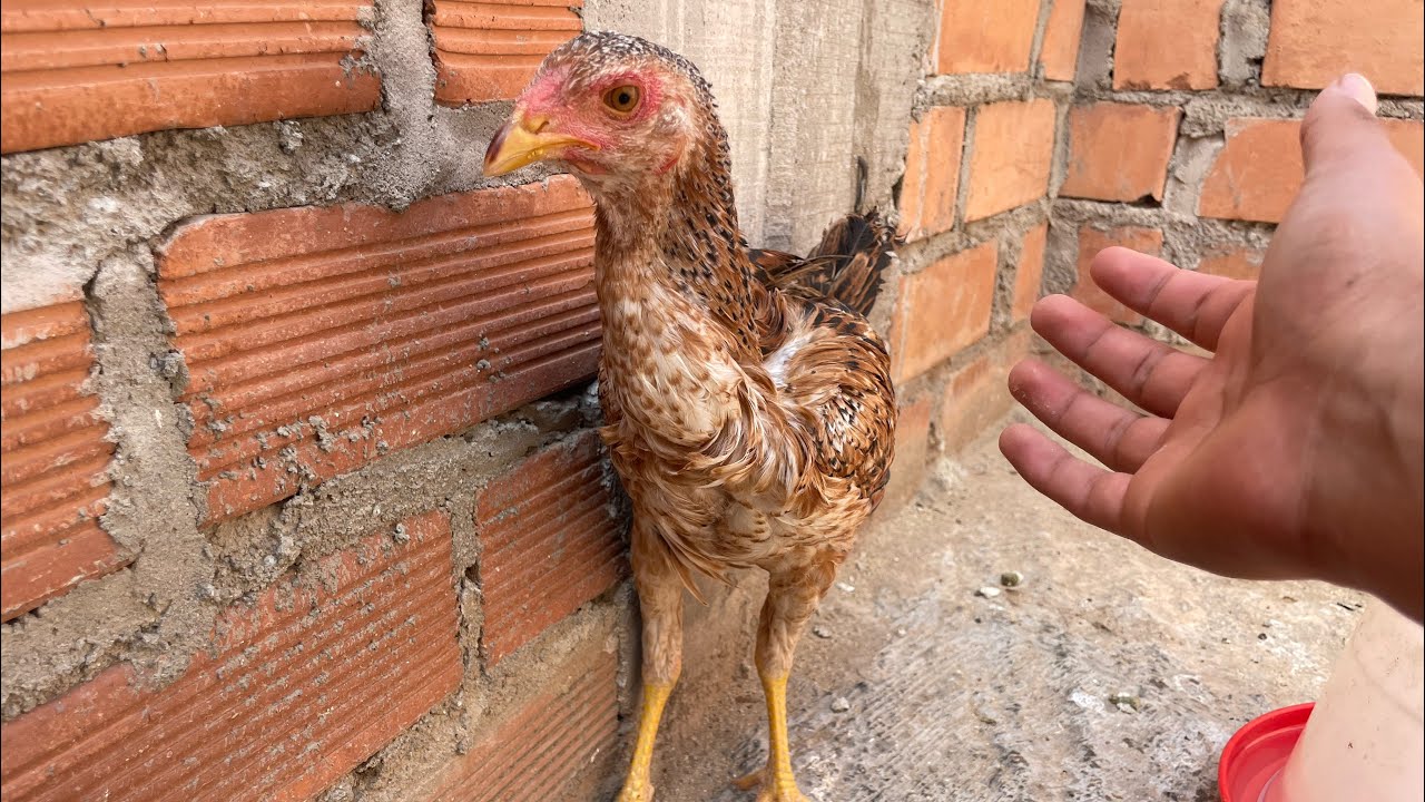 La única gallina GIGANTE DE BRASIL de 3 meses - YouTube