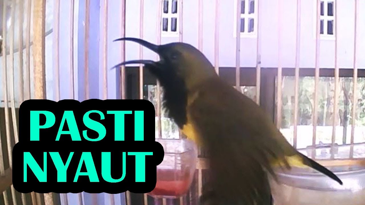 Sogon bahan akan terpancing ketika dengar suara ini pasti nyaut ...