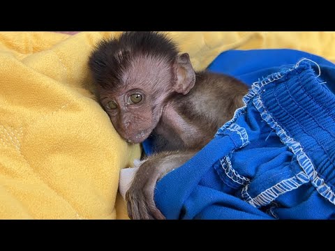 the condition of the little monkey this morning on the 19 Juli