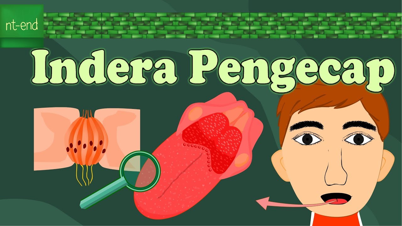 Indera Pengecap - YouTube