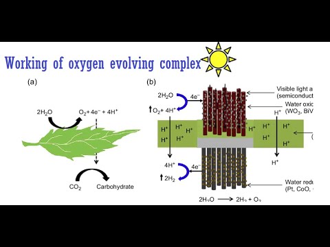 Photosynthesis Lecture 3: Working of oxygen evolving complex - YouTube