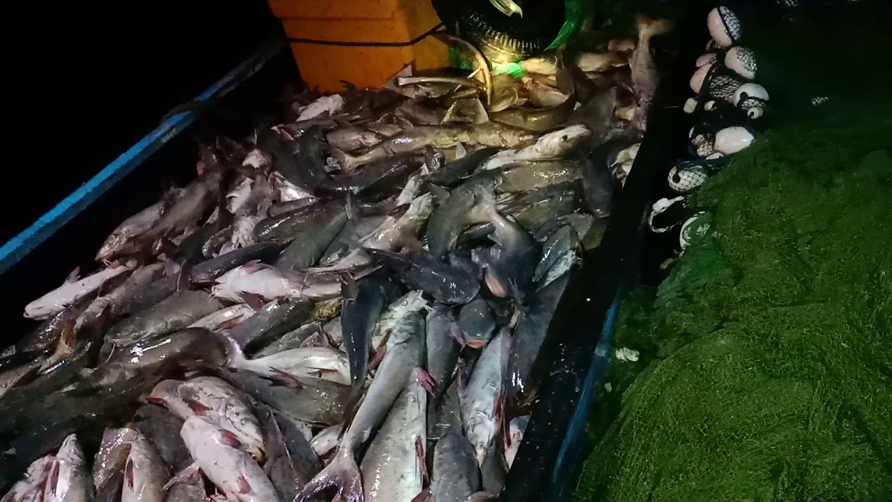 Seperti panen di kolam sendiri (ikan otek ) - YouTube