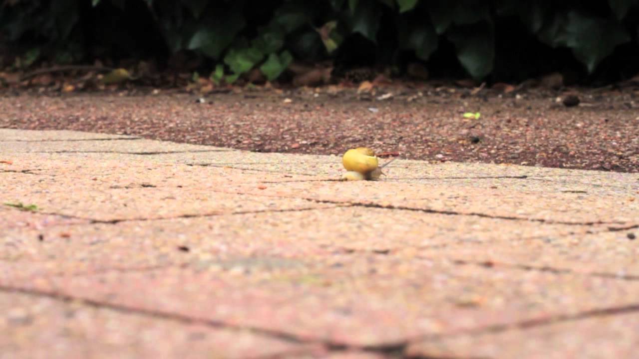 Epic Snail (or Road Warrior, esCARgot-Style) - YouTube