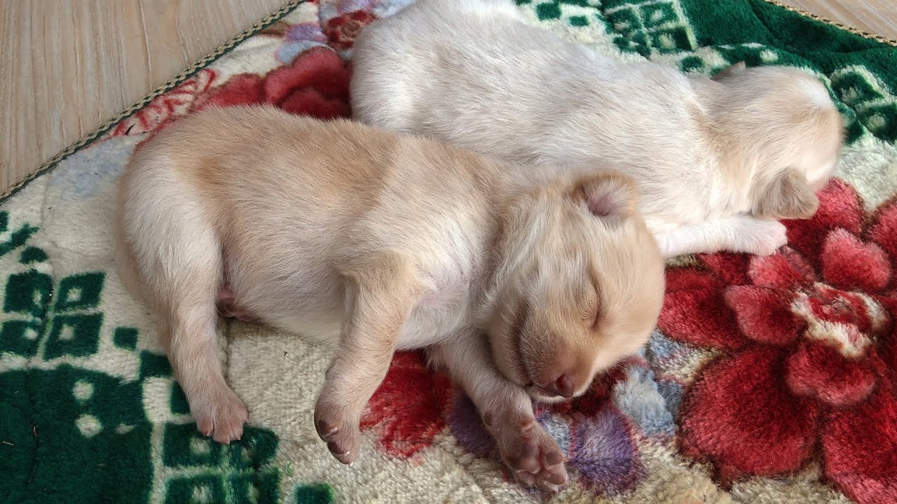 Two Weeks Old Labrador Puppies Saved By Canned milk - YouTube