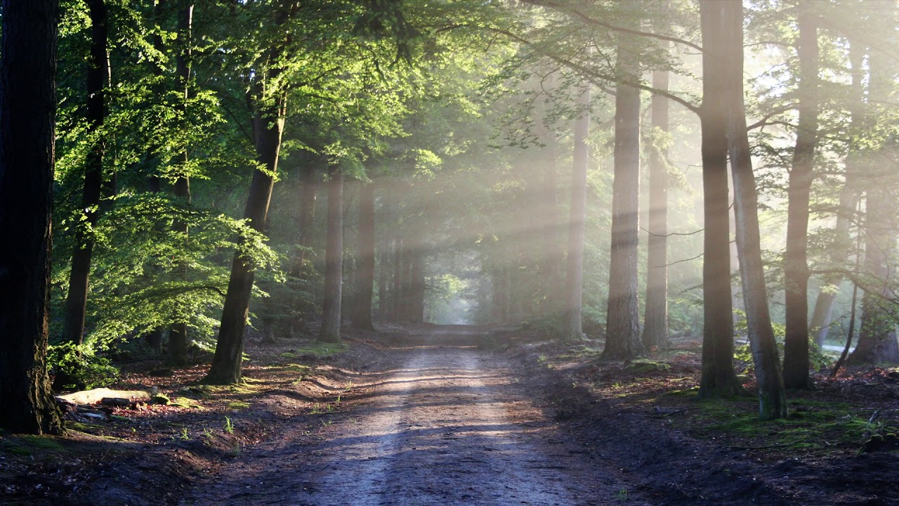 🐦 🌿 Forest and Nature Sounds - Peaceful Atmosphere for good relaxation ...