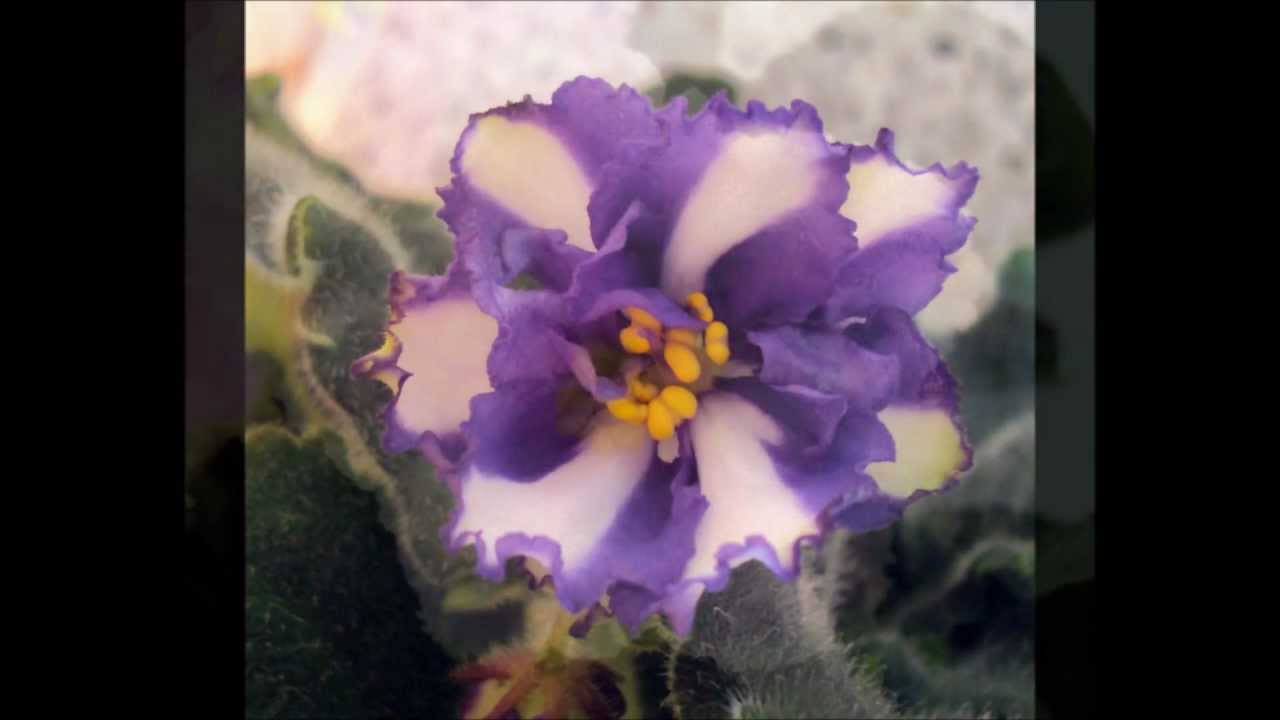 VAT - Flores de Violeta Africana Tipo Quimera (CHIMERAS) - YouTube