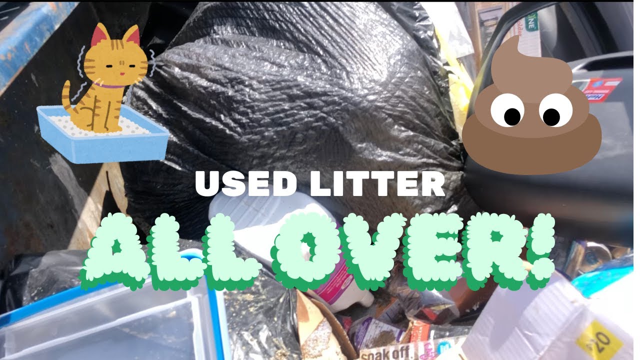 Dumpster diving- Used cat litter everywhere! - YouTube