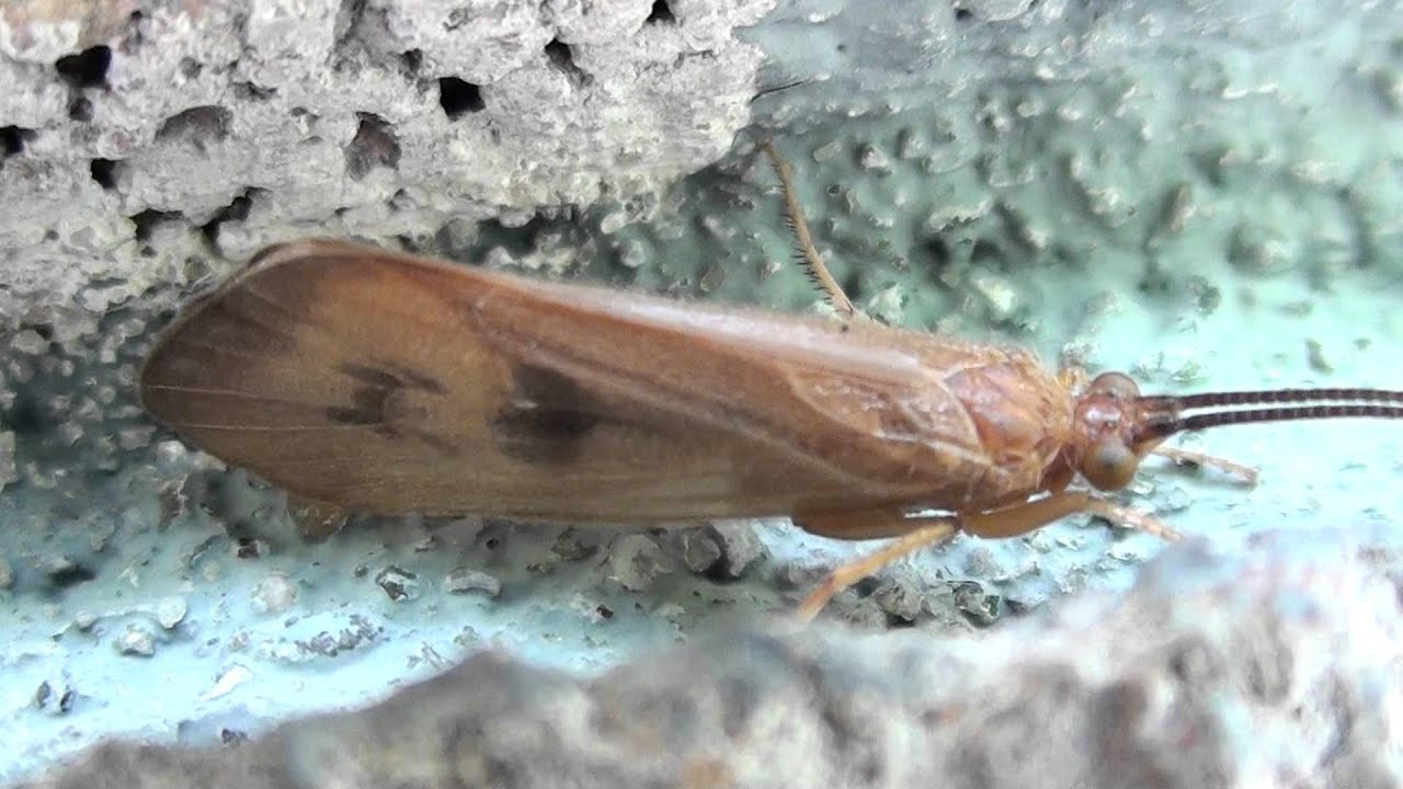 Great Brown Autumn Sedge Caddisfly (Limnephilidae: Pycnopsyche) Close ...