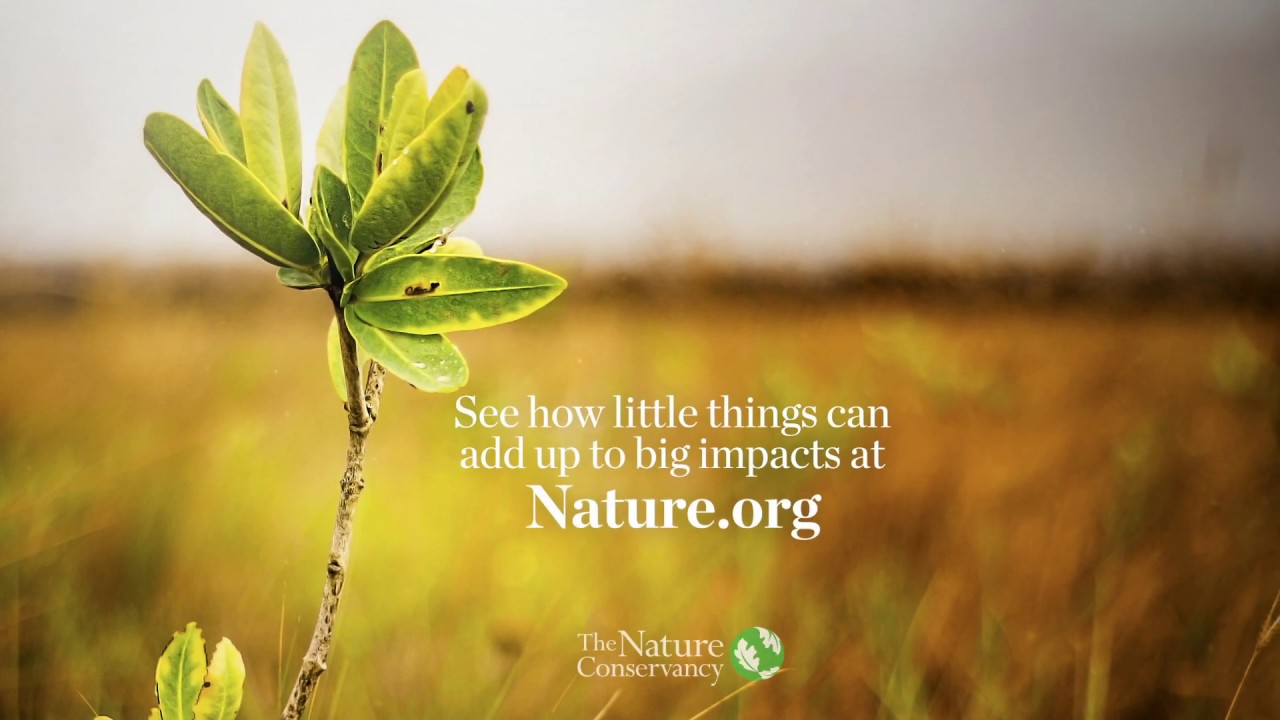 Little Things Can Add Up to Big Impacts - YouTube