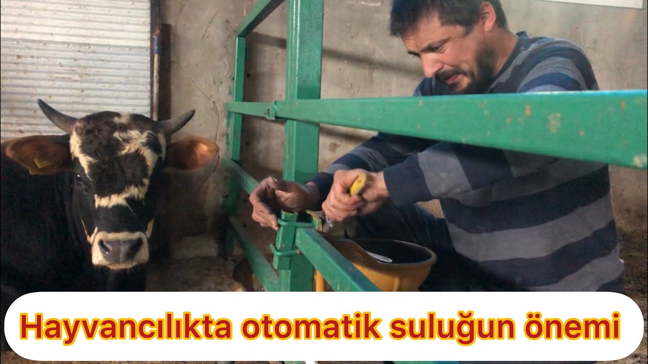 Büyükbaş hayvan suluğunun önemi I Hayvancılıkta otomatik suluk sistemi ...