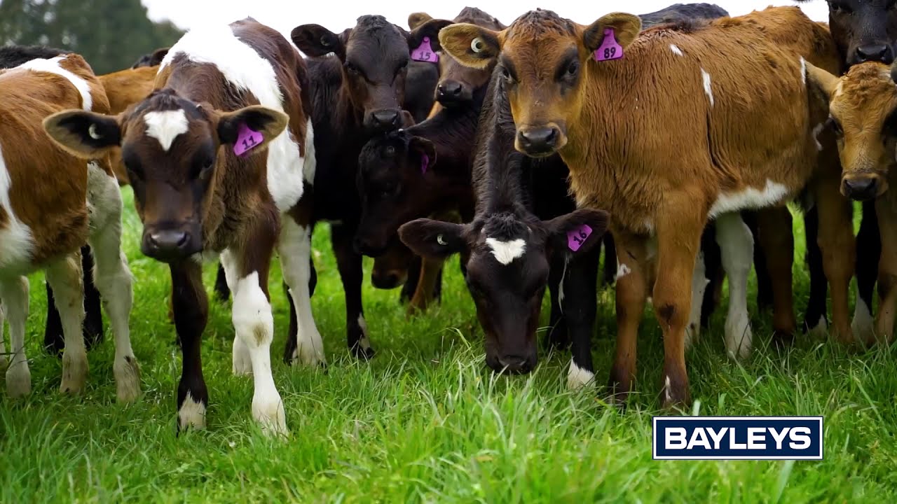 'Tau Ke' - A magnificent dairy farm - YouTube