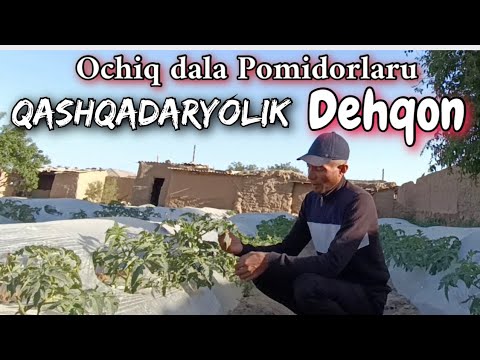 Kim nima desa desin. Oʻzimni yoʻnalishim yahshi. Ochiq dala pomidorlari. Choʻjani Kuzda Sanaymiz.