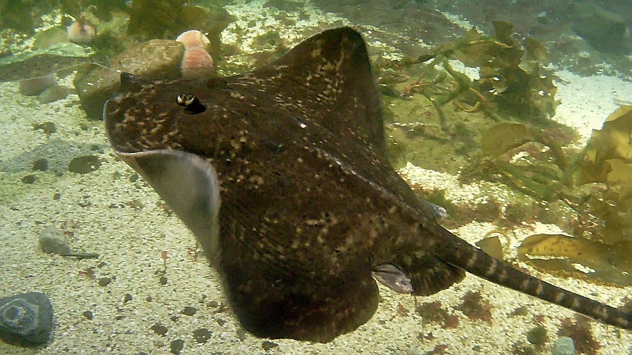 North Atlantic fish species Ryby norweskich wód Part II / Część II ...