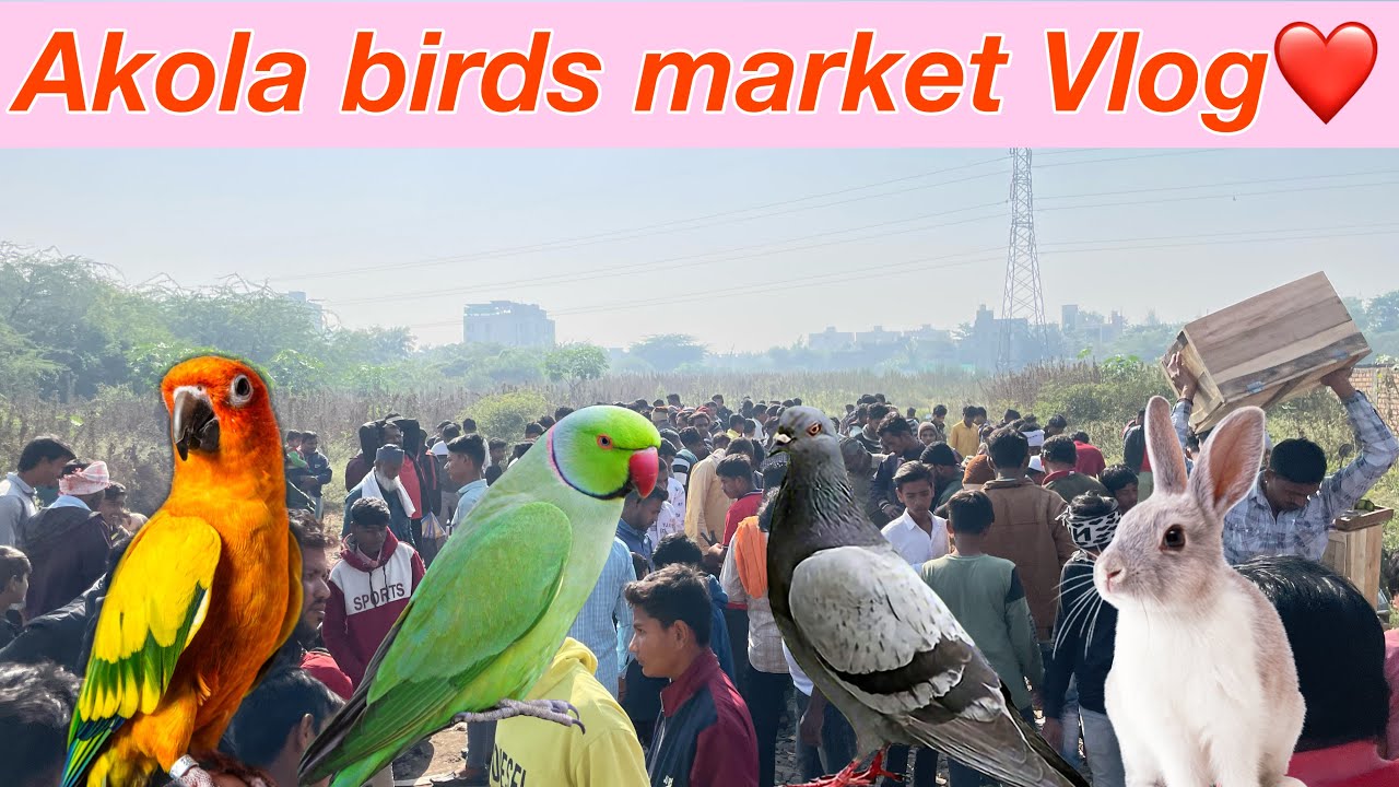 Parrot,jawa,buddgies,pigeon,rabbit😍🤩in akolaa | akola birds information ...
