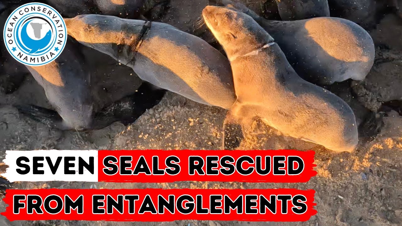 Seven Seal's Rescued From Entanglements - YouTube